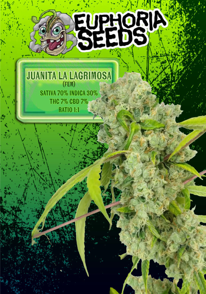 EUPHORIA SEEDS - FEM - JUANITA LA LAGRIMOSA X3 | GROW AVELLANEDA