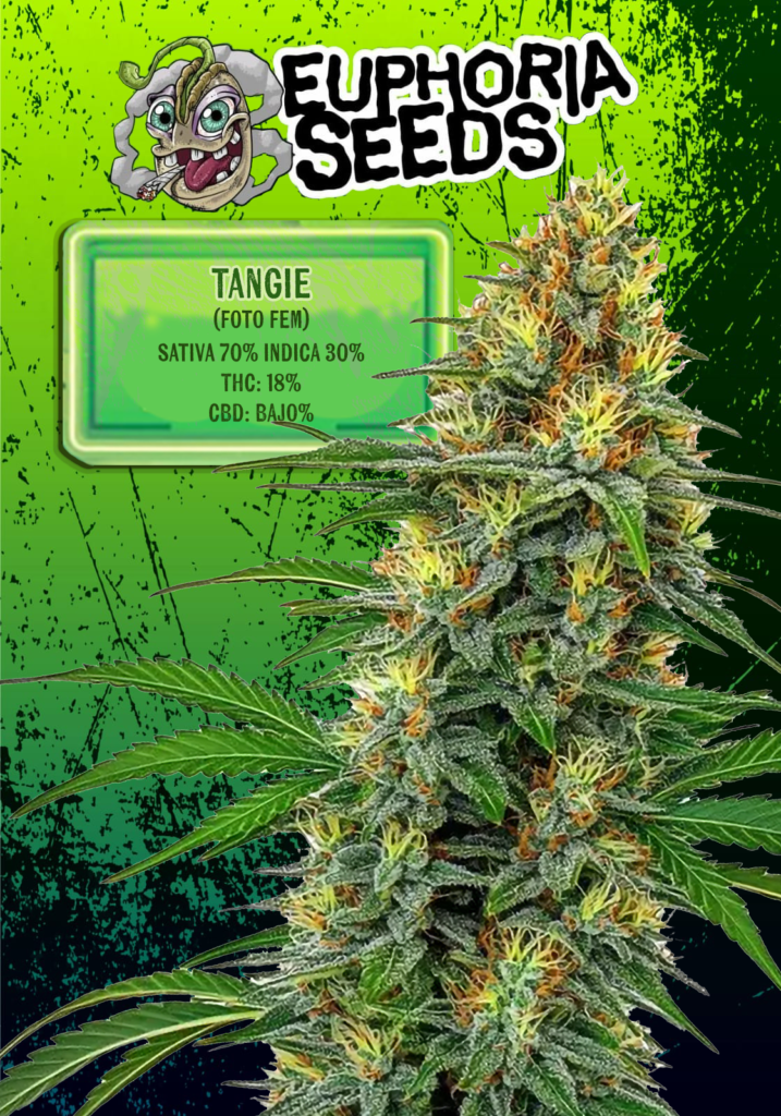 EUPHORIA SEEDS - FEM - TANGIE X6 | GROW AVELLANEDA