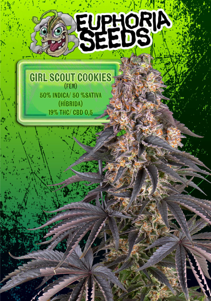 EUPHORIA SEEDS - FEM - GIRL SCOUT COOKIES X3 | GROW AVELLANEDA